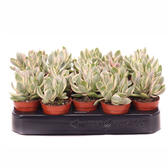 Παχύφυτο - Crassula Swaziensis ‘variegata’ Σε Γλάστρα 5,5 Cm, Παχυφυτα ...