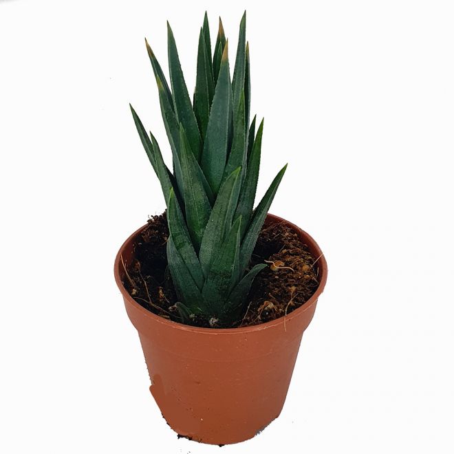 Παχύφυτο Haworthia Glauca σε γλάστρα 5,5 Cm, Παχυφυτα | perikipou.gr