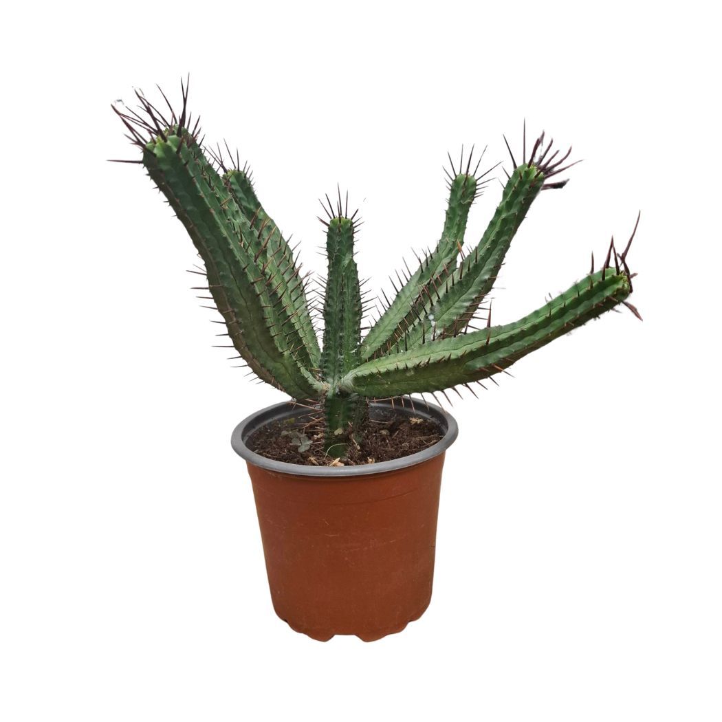Κάκτος Euphorbia Heptagona- σε γλάστρα 12cm, Κάκτοι | perikipou.gr